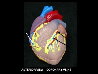 The Human Heart Without Labels