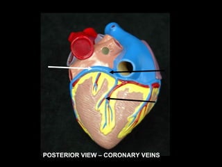 The Human Heart Without Labels