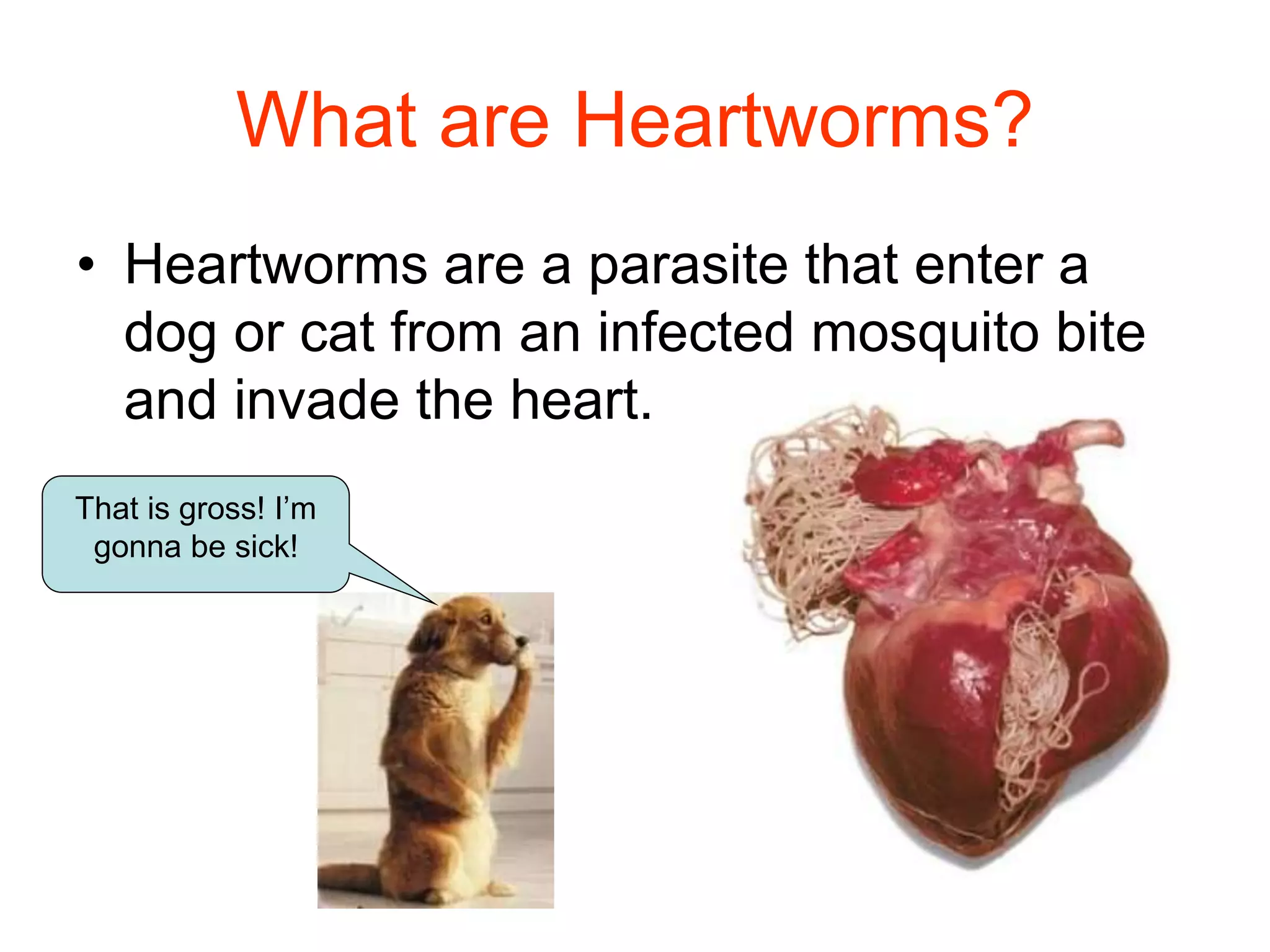 Heartworm Awareness Month | PPT