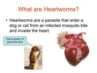 Heartworm Awareness Month | PPT