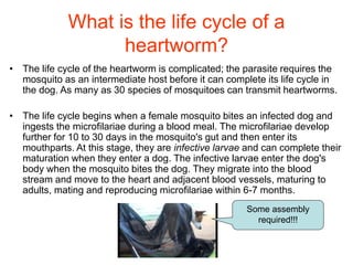 Heartworm Awareness Month | PPT