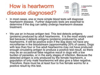 Heartworm Awareness Month | PPT