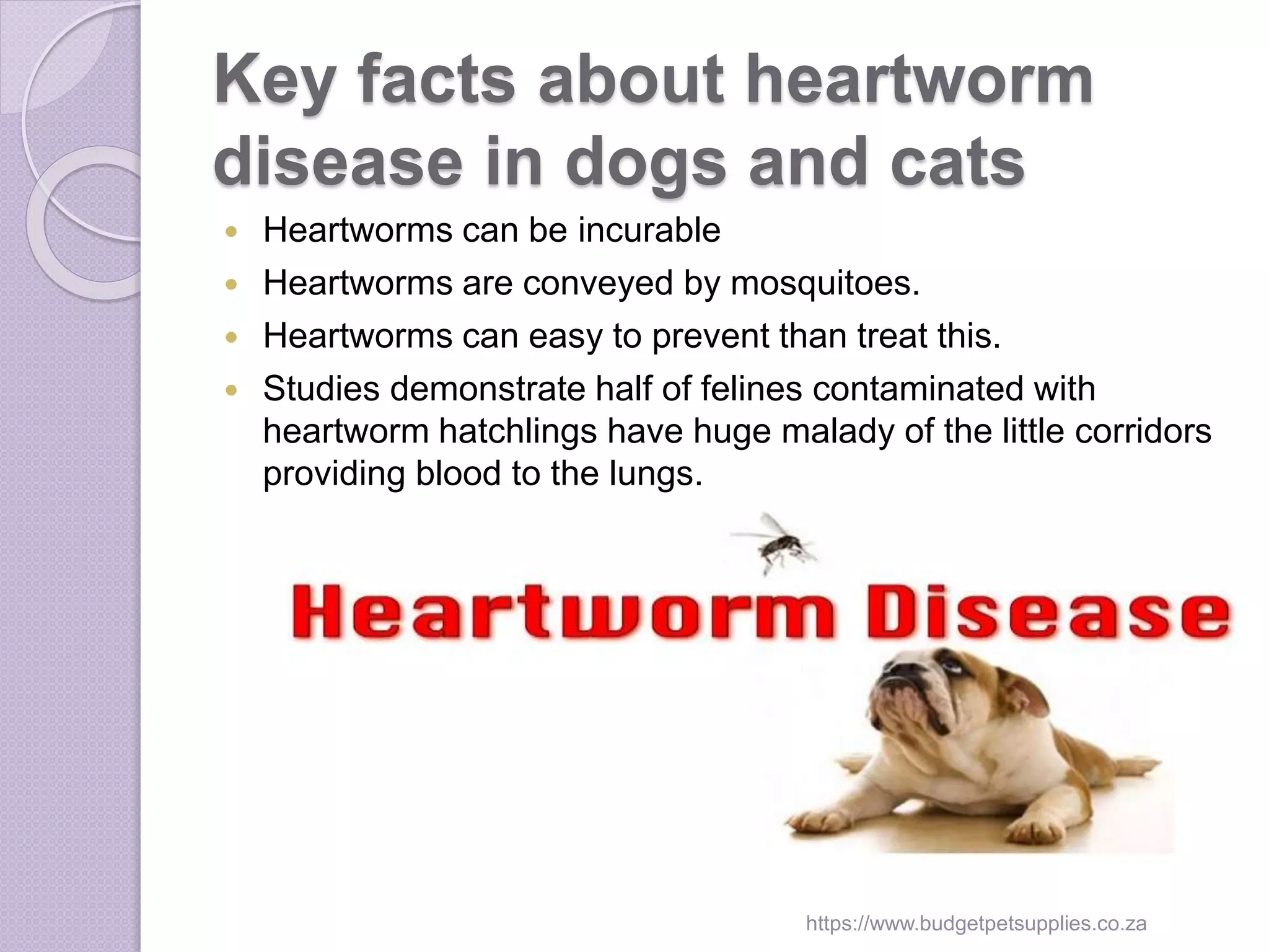Heartworms In Dogs And Cats Ppt