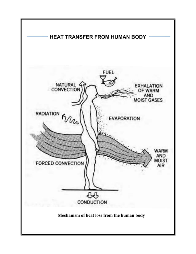 Human body heat transfer | PDF