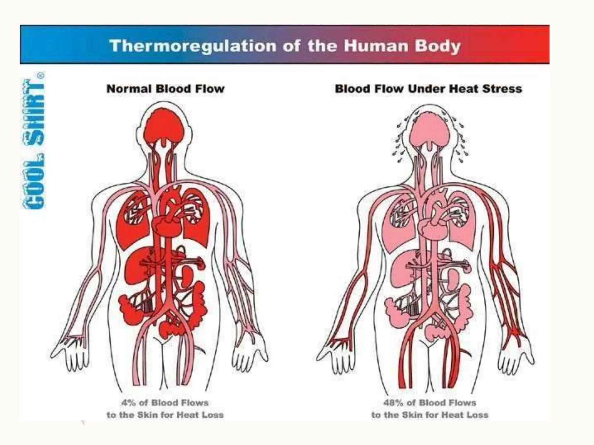 heat 1. heat and related illness ppt.ppt