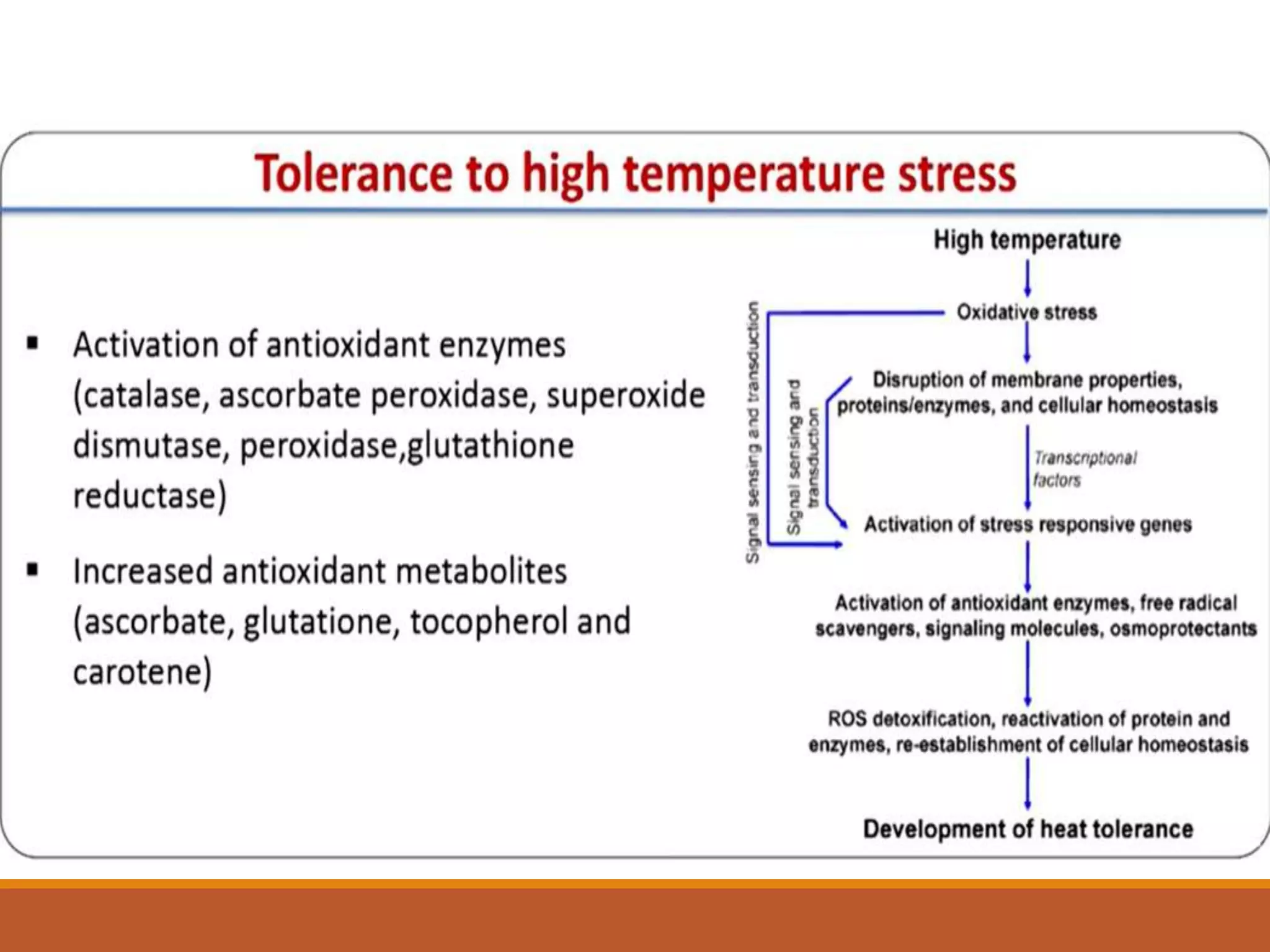 Assignment on Heat Stress on Plant | PPTX