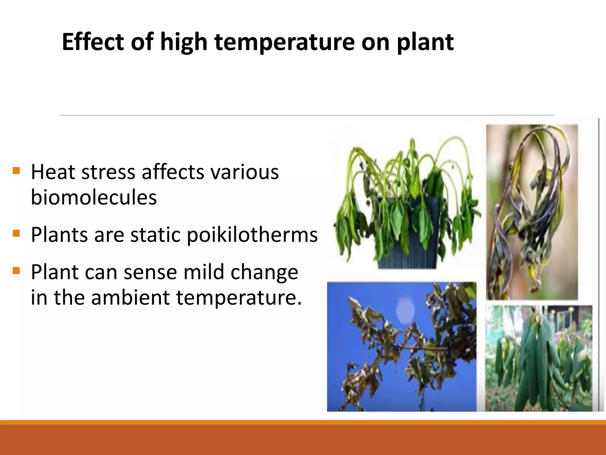 Assignment on Heat Stress on Plant | PPTX