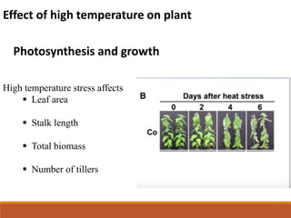 Assignment on Heat Stress on Plant | PPTX