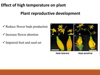 Assignment on Heat Stress on Plant | PPTX