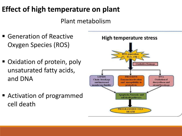 Assignment on Heat Stress on Plant | PPTX