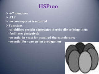 Heat shock proteins | PPTX