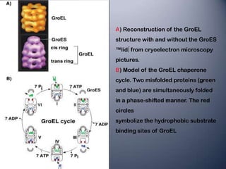 Heat shock proteins | PPTX
