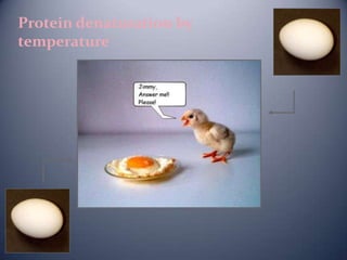 Heat shock proteins | PPTX