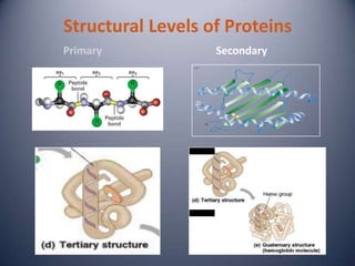 Heat shock proteins | PPTX