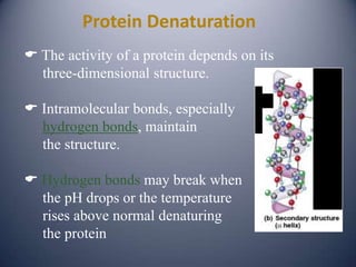 Heat shock proteins | PPTX