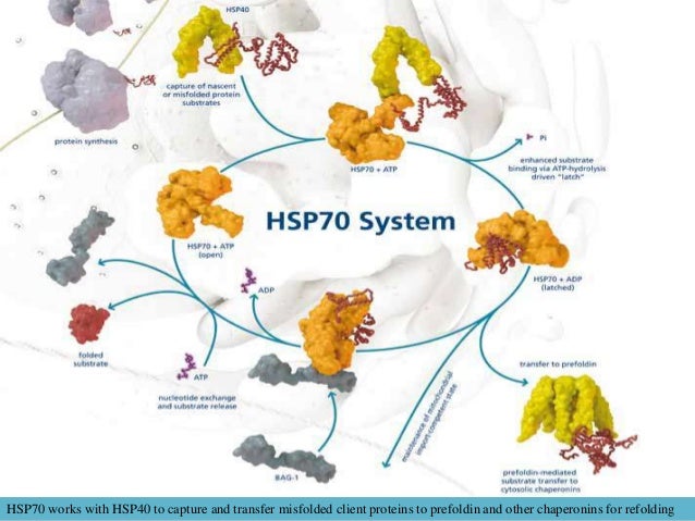 Heat shock proteins