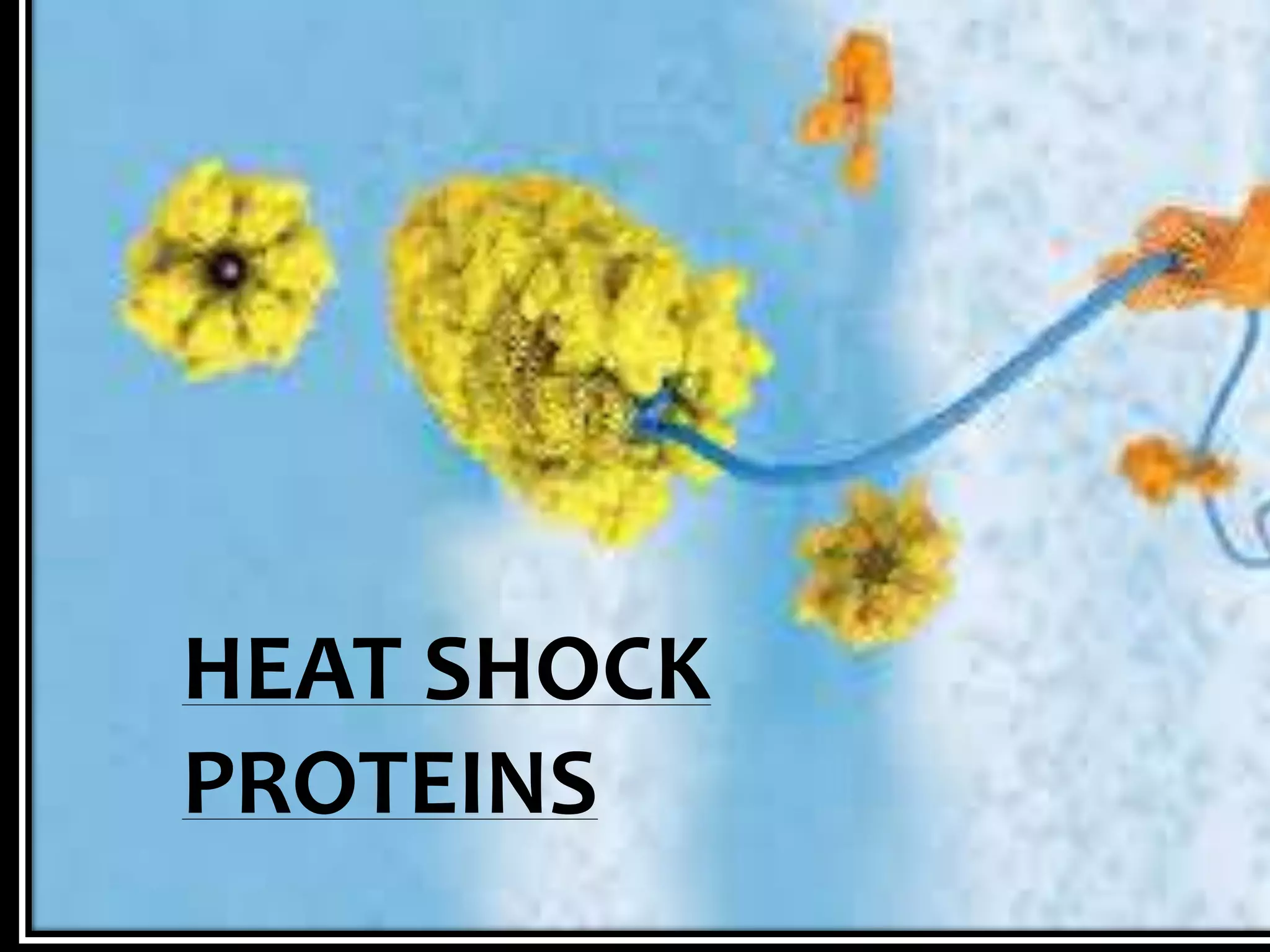Heat shock proteins final presentation | PPTX