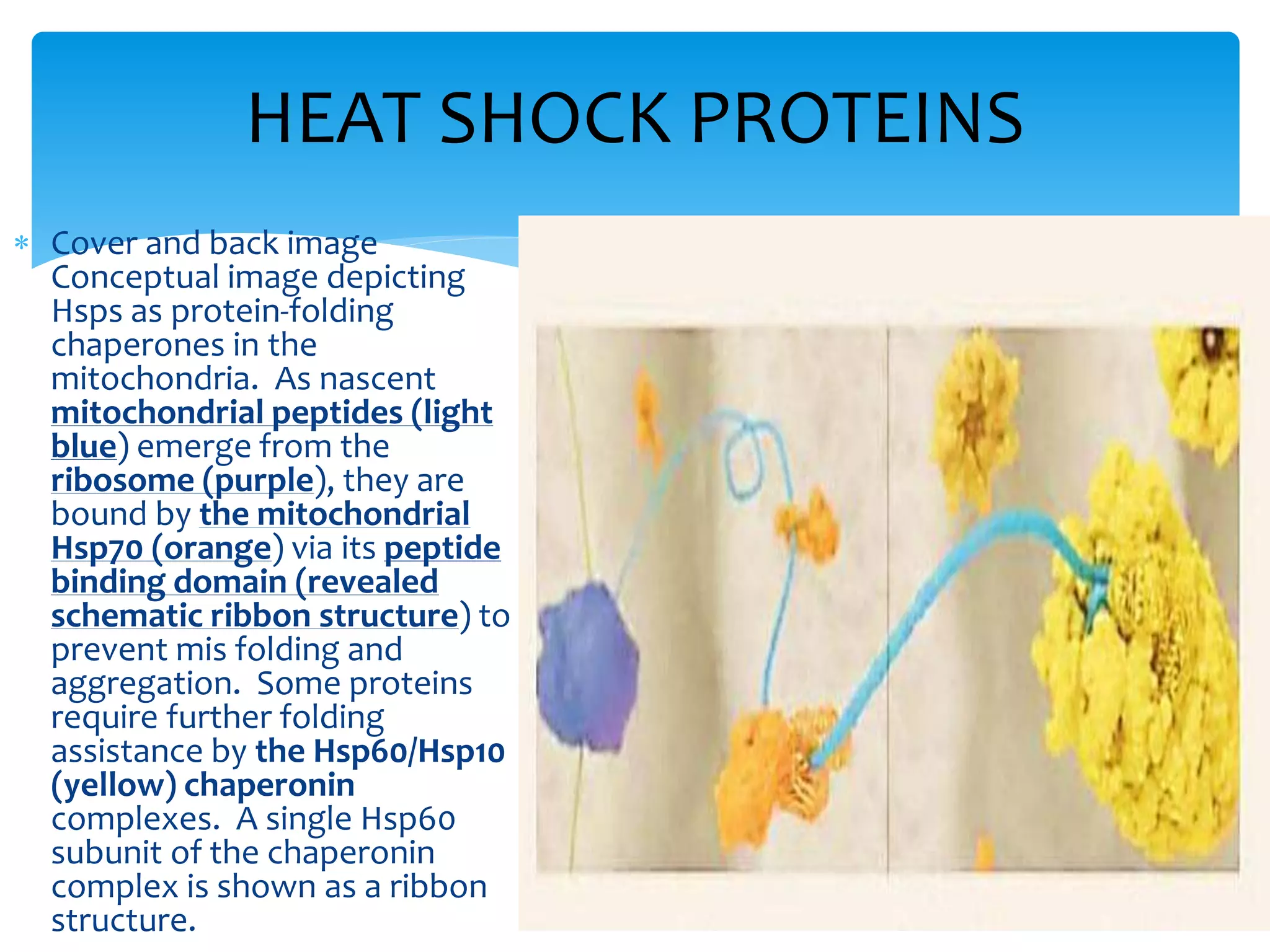 Heat shock proteins final presentation | PPTX