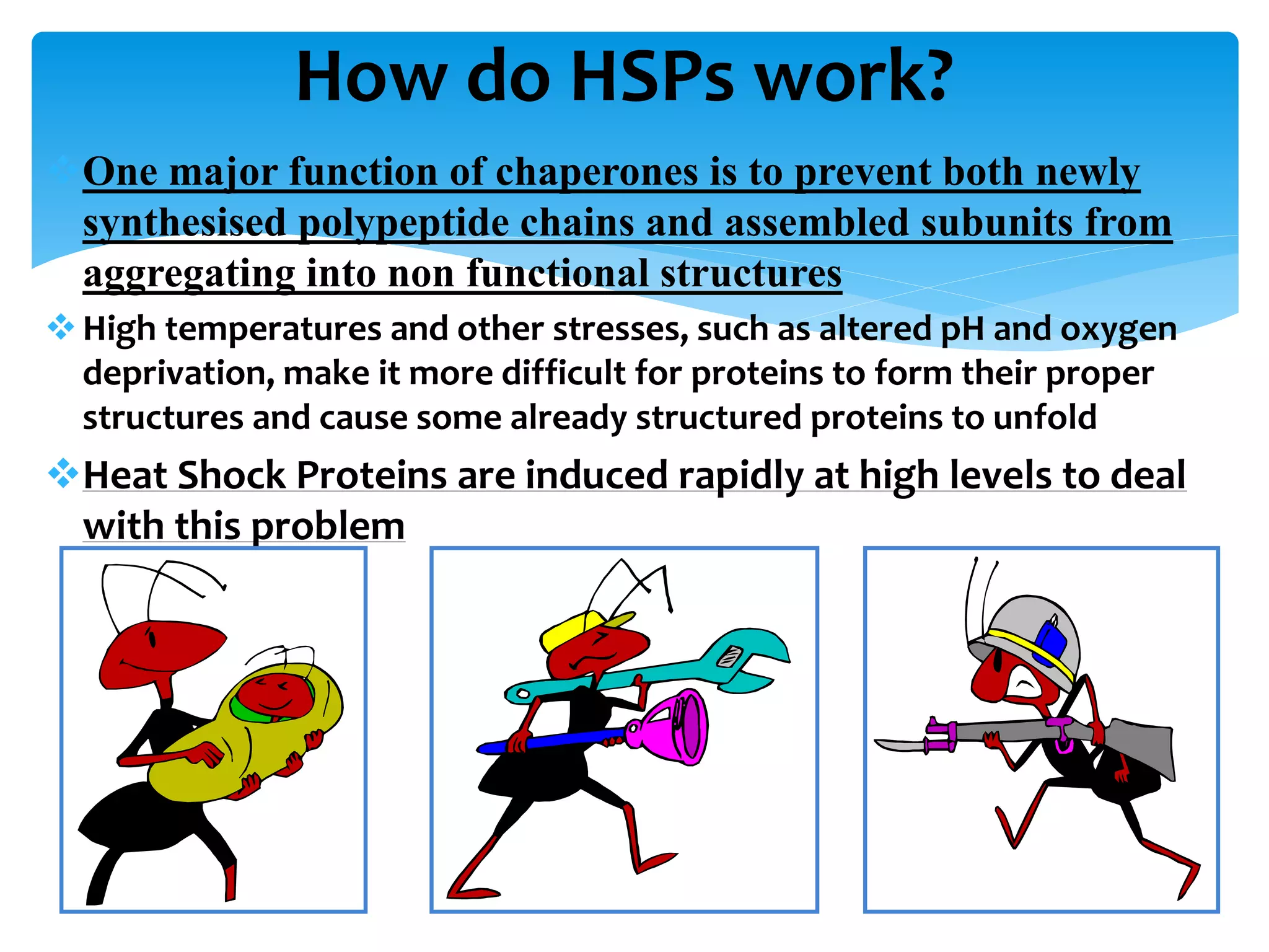 Heat shock proteins final presentation | PPTX