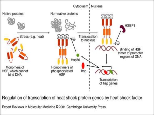 Heat shock proteins final presentation | PPTX