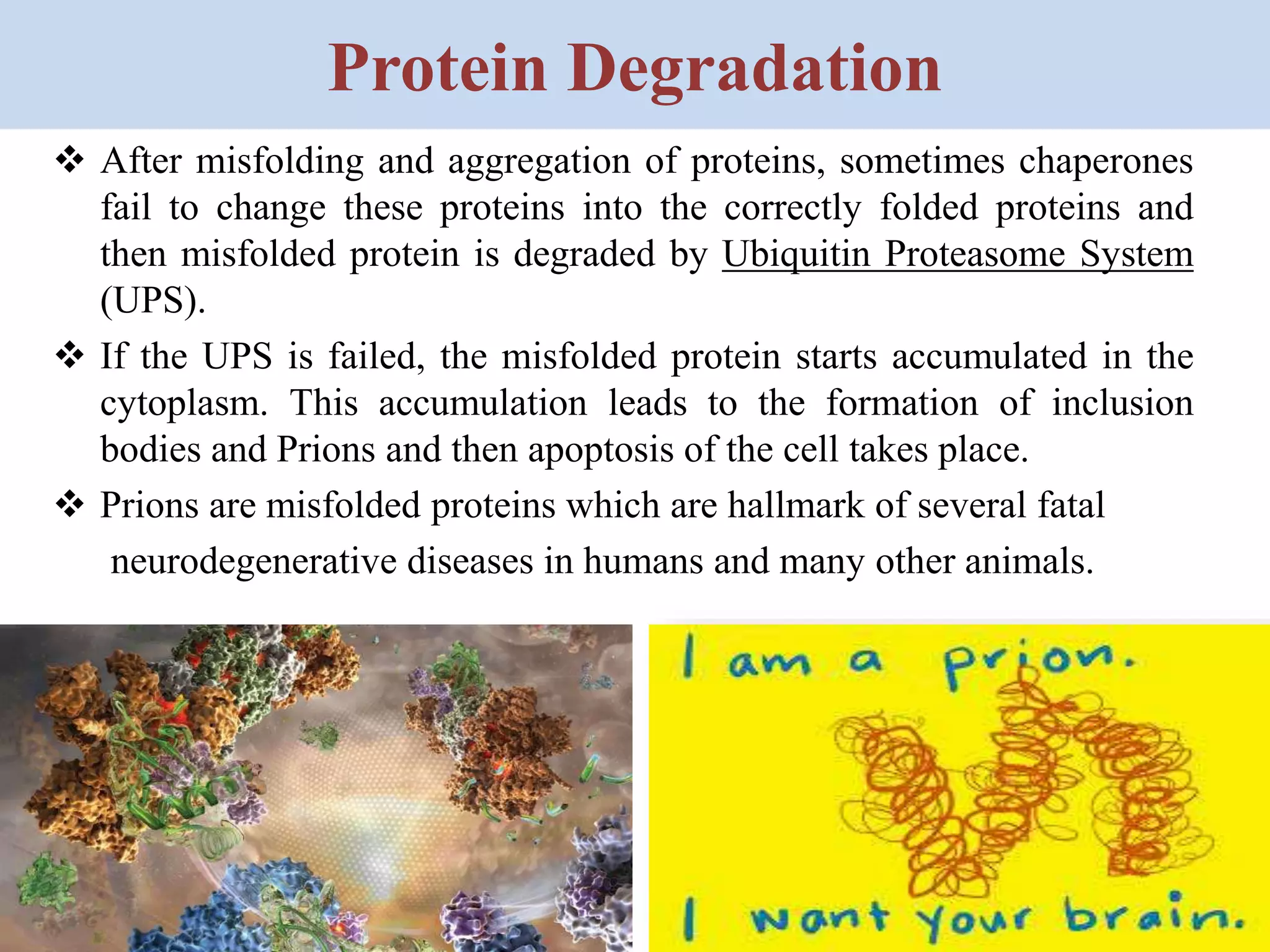 Heat shock proteins presentation | PPTX