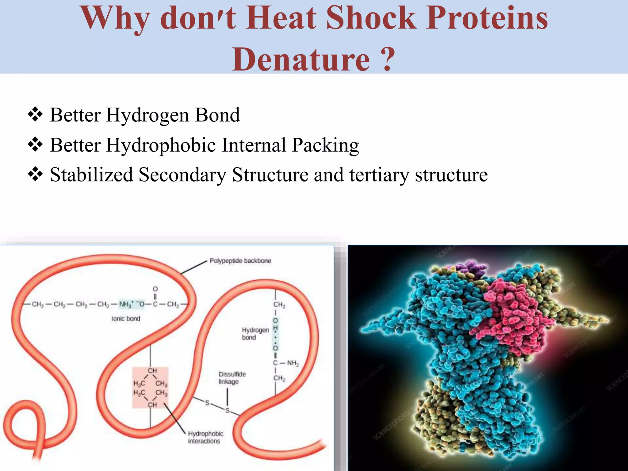 Heat shock proteins presentation | PPTX