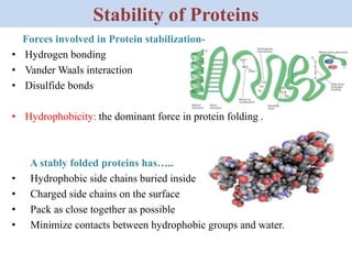Heat shock proteins presentation | PPTX