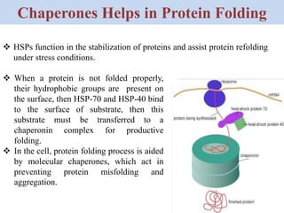 Heat shock proteins presentation | PPTX