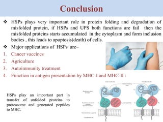 Heat shock proteins presentation | PPTX