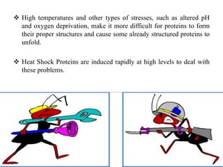 Heat shock proteins presentation | PPTX