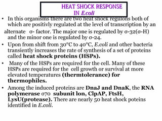 Heat shock response major seminar | PPT