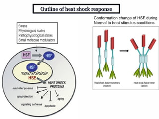 Heat shock response major seminar | PPT