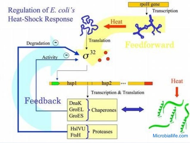Heat shock response major seminar