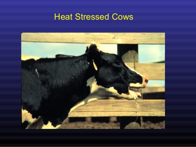 Heat stress
