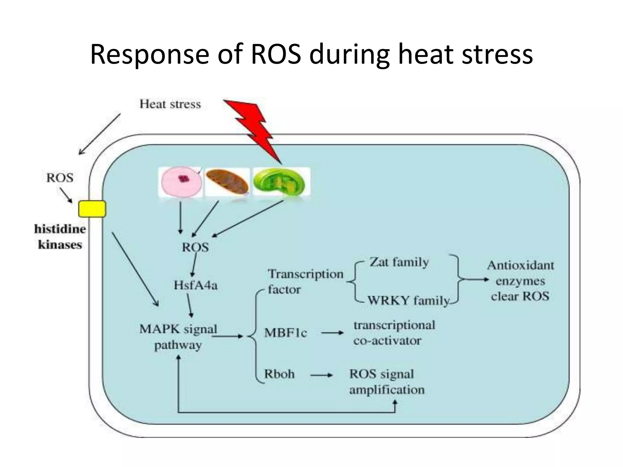 Mechanism of heat stress response in plants | PPTX