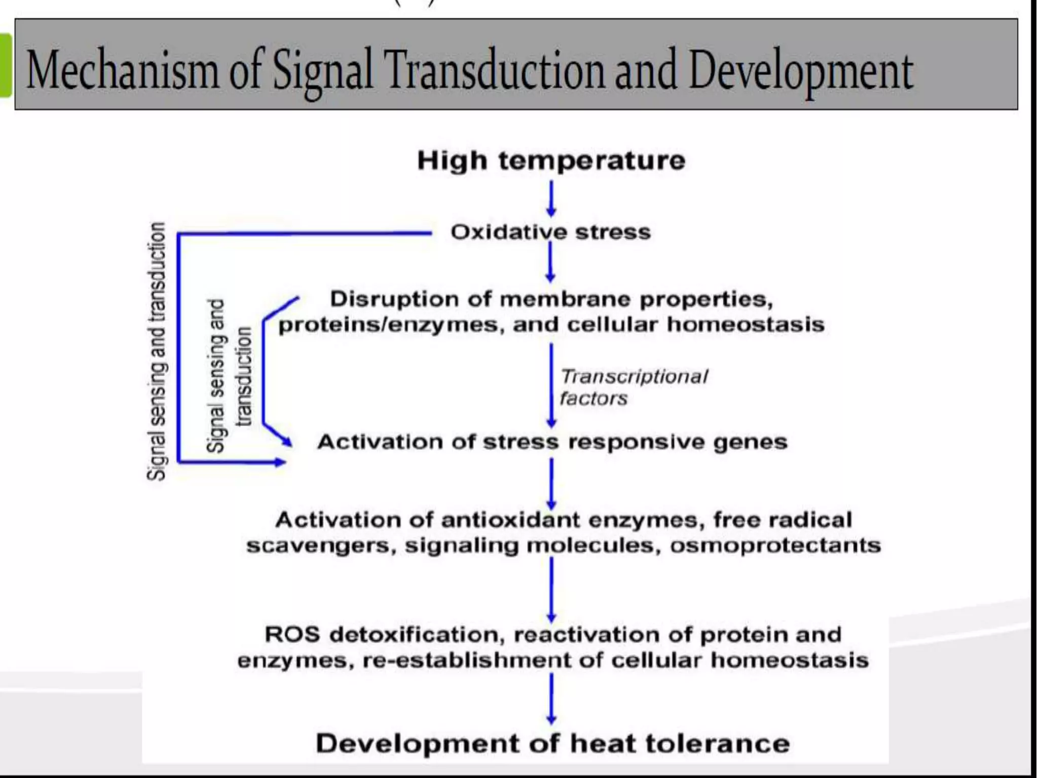 Mechanism of heat stress response in plants | PPTX