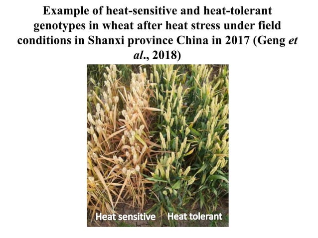 Mechanism of heat stress response in plants | PPTX | Gardening | Home ...