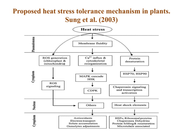 Mechanism of heat stress response in plants | PPTX | Gardening | Home ...