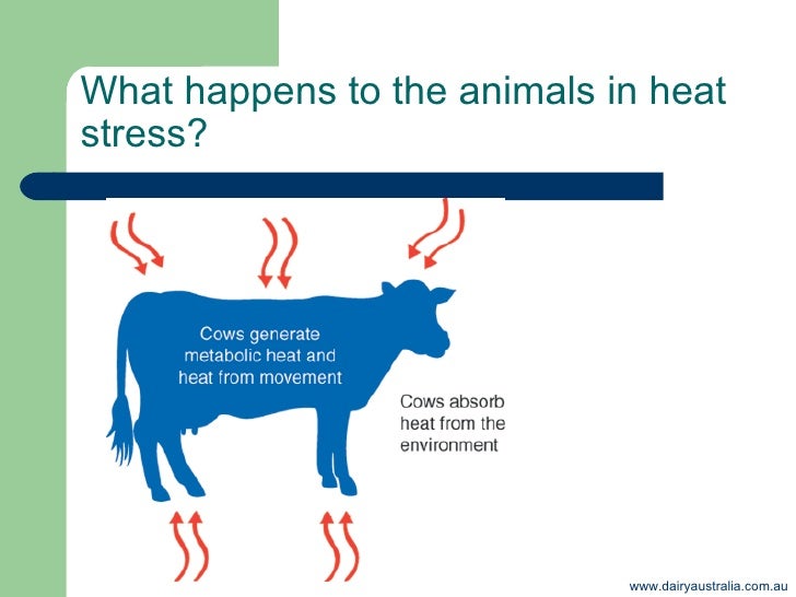 Heat stress impact and phyto cool presentation in nestle 14 may10