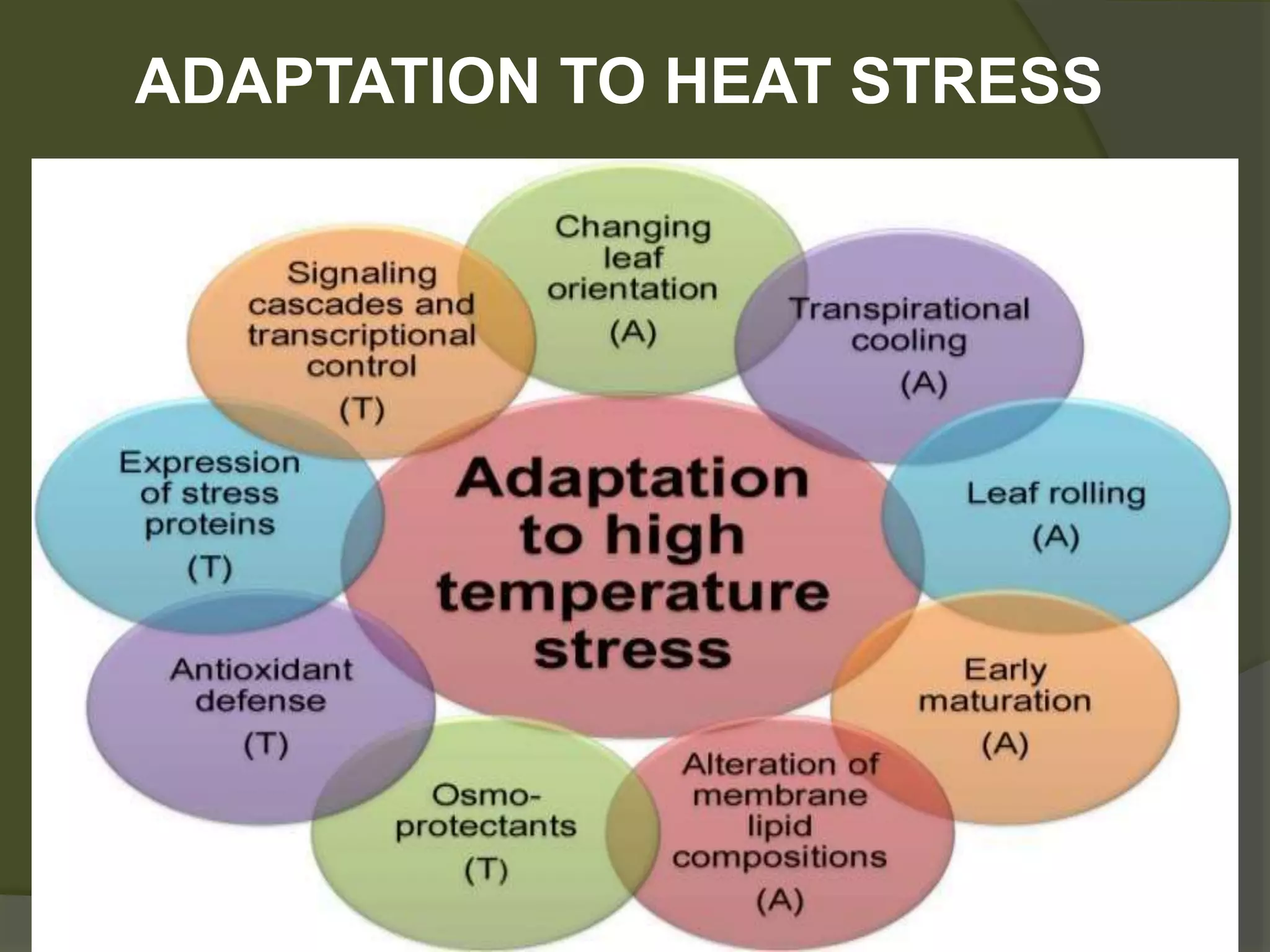 Heat tolerance in plants-The next generation breeding approaches | PPTX