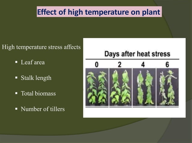 Heat tolerance in plants-The next generation breeding approaches | PPTX