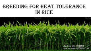 Detailed explanation about heat tolerance in rice.pptx