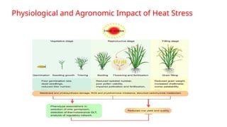 Detailed explanation about heat tolerance in rice.pptx