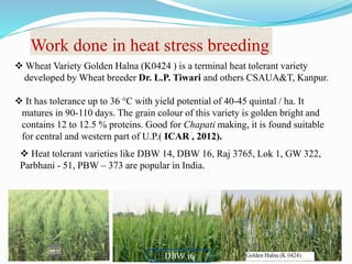 Heat tolerance in wheat | PPTX
