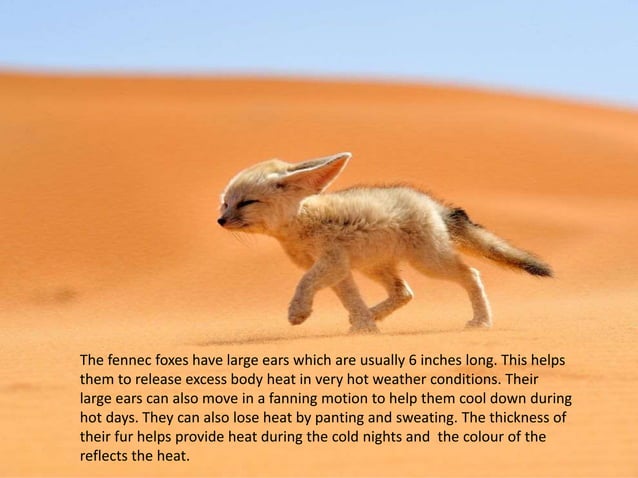 Heat transfer (arctic & fennec fox) | PPT