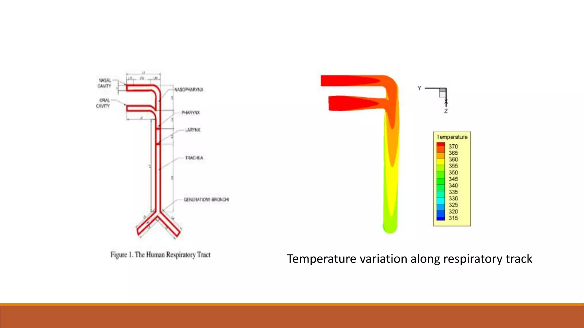 Heat transfer in human body | PPTX