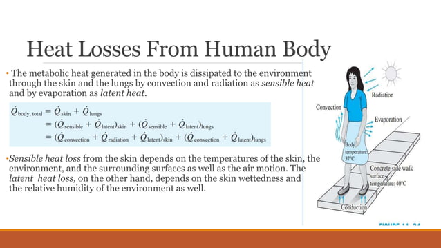 Heat transfer in human body | PPT