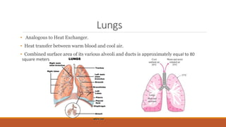 Heat transfer in human body | PPTX