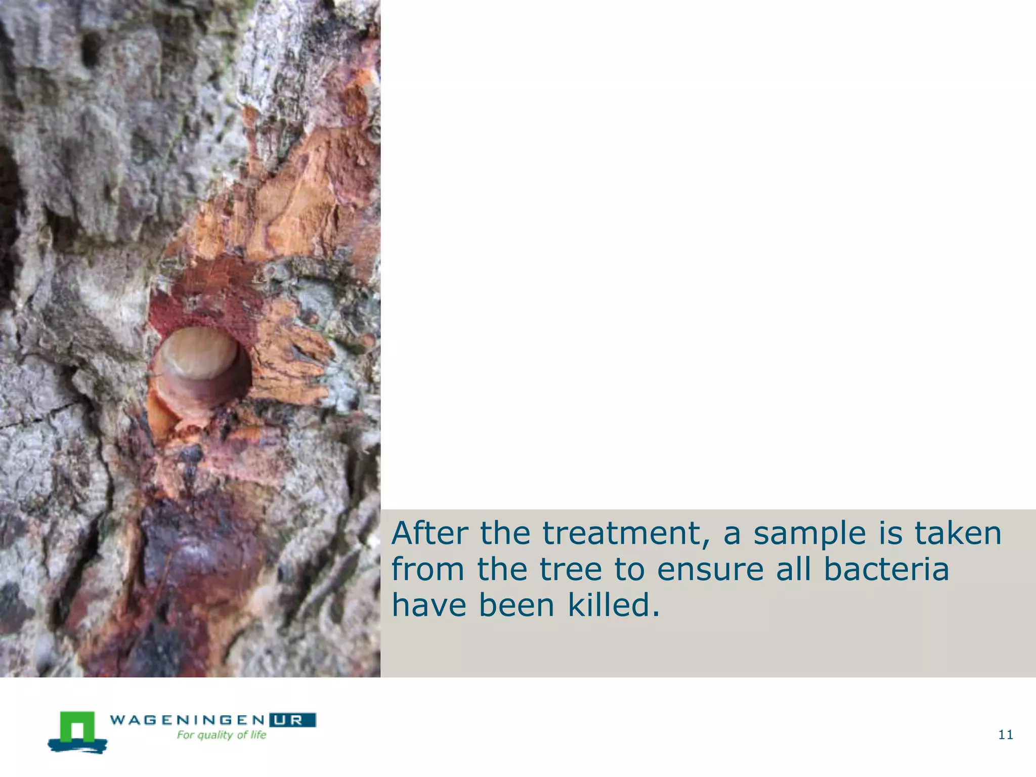 Heat treatment against bleeding canker | PPTX | Gardening | Home & Garden