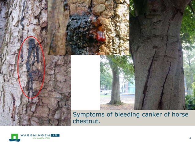 Heat treatment against bleeding canker | PPTX | Gardening | Home & Garden